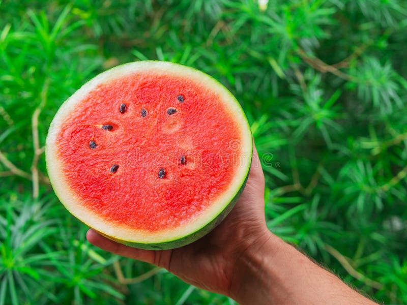 Hand Holding Half of Fresh Watermelon on Green Background, Closeup ...