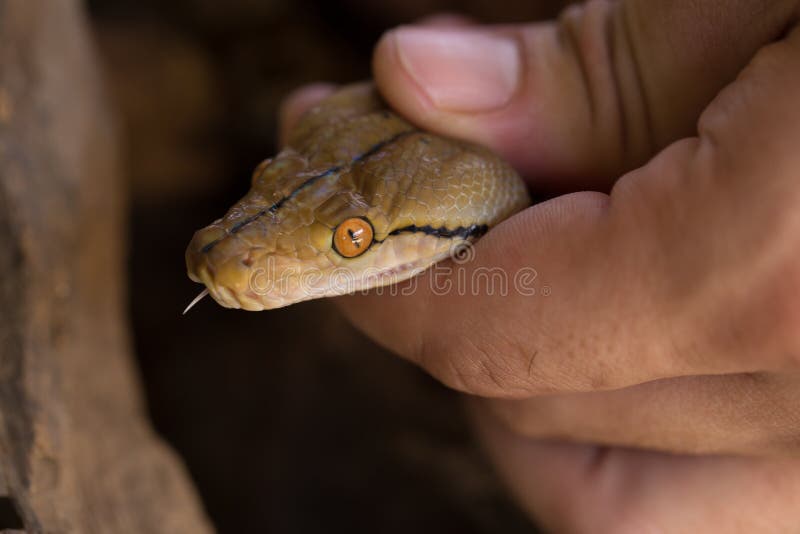 Hand Holding the Hand Ball Python Snake Stock Photo - Image of snake ...