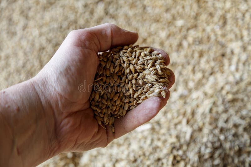 Handful Of Grain Poisoning For Rodents Stock Photo - Image of poison ...