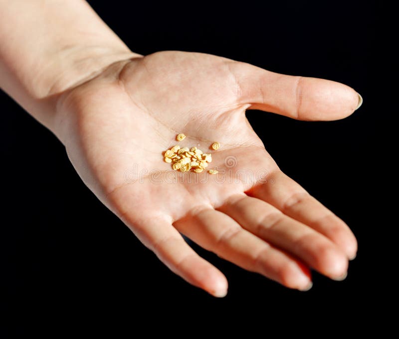A Hand Holding a Handful of Seeds Stock Photo - Image of gold, girl ...