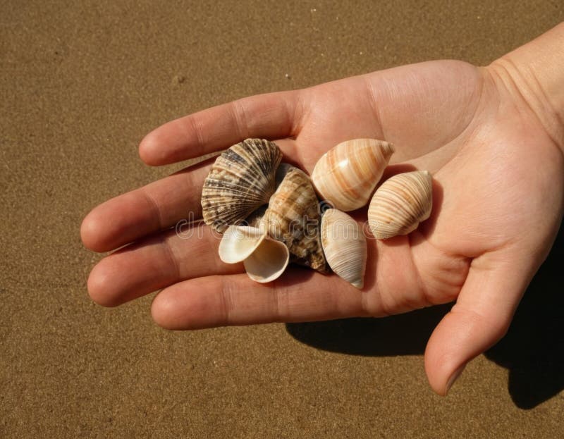 A Hand is Holding a Handful of Shells, Including a Large One with a ...