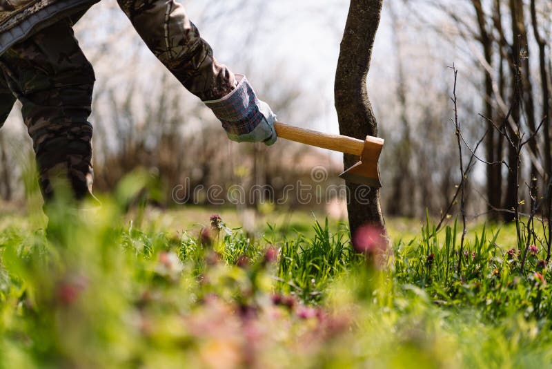 Person Cutting Tree with Ax Stock Photo - Image of garden, hatchet ...