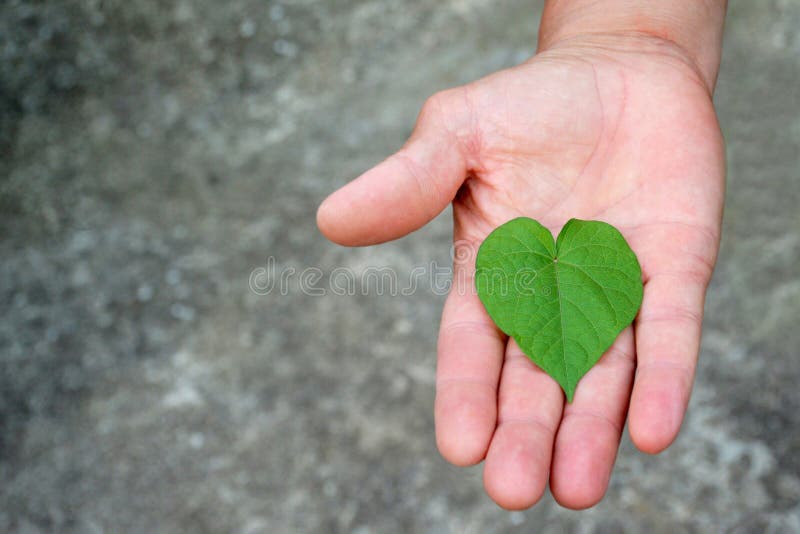 Hand Holding a Heart Shaped Leaf Stock Photo - Image of green, nature ...