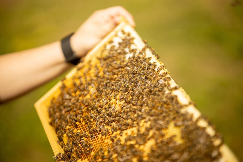 Hand Holding a Hive Frame Covered with Comb and Bees. Stock Image ...