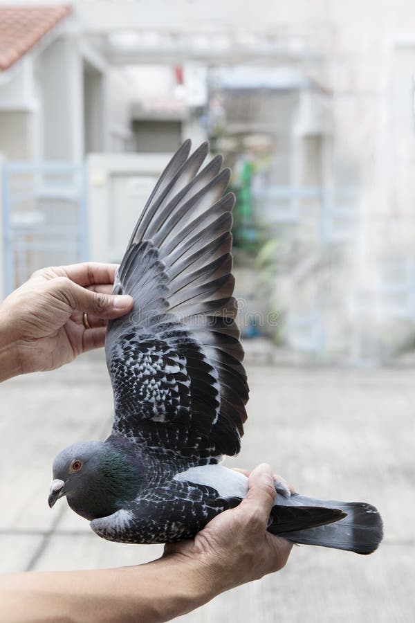Hand Holding Homing Pigeon Wing Stock Image - Image of hand, homing ...