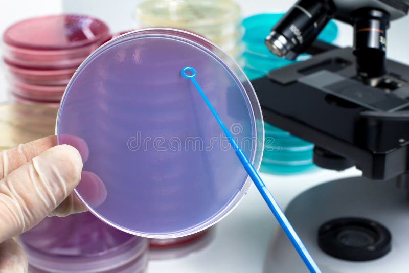 Hand Technician Inoculating Sample Petri Dish Lab Stock Photos - Free ... Hand Technician Inoculating Sample Petri Dish Lab Stock Photos - Free ...
