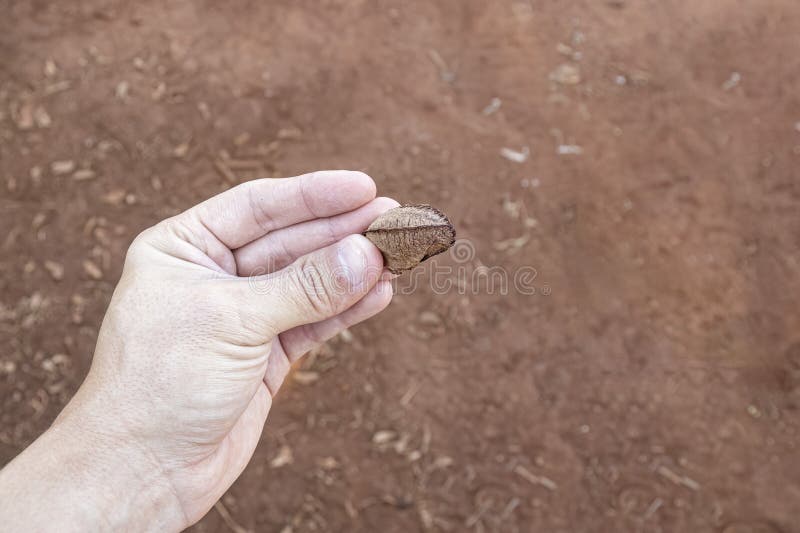 Hand Holding an Isolated Brazil Nut Stock Photo - Image of nutshell ...