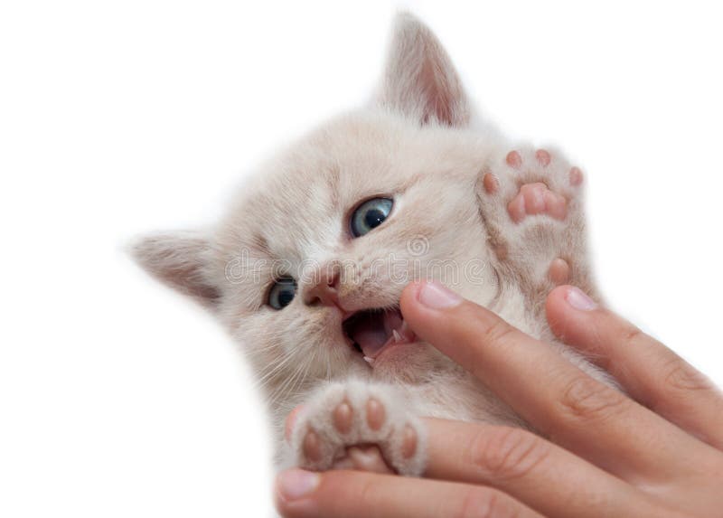 The hand holding kitten stock image. Image of isolated - 50645643