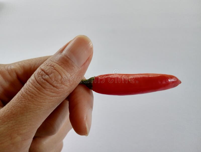 Hand Holding a Large Red Chili Stock Image - Image of hand, chilly ...