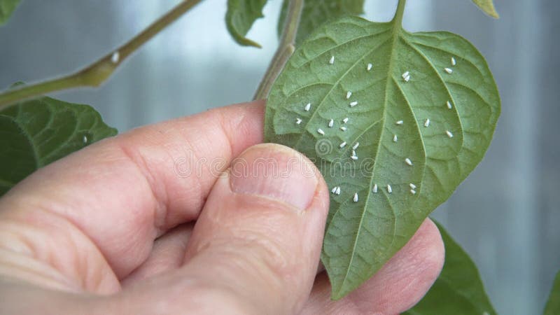 Hand Holding Leaf Infested with Greenhouse Whitefly Pests Stock Footage ...