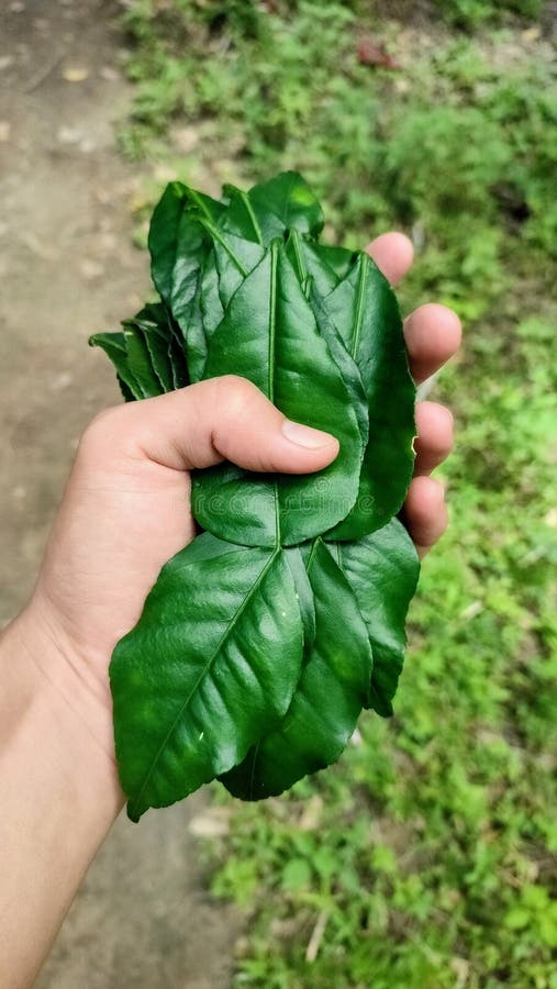 Hand Holding Lemon Leaf Blurry Background Stock Photos - Free & Royalty ...
