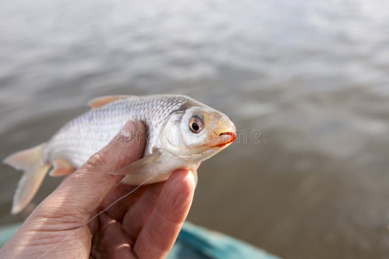 Hand Holding Little Roach with Bloodworm in Mouth Stock Photo - Image ...