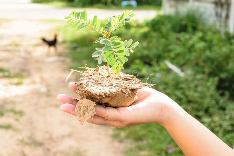 Hand holding little tree stock photo. Image of hands - 93107950