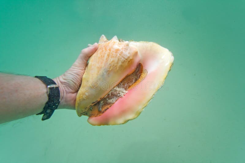 Hand holding a live conch stock image. Image of animal - 14255383