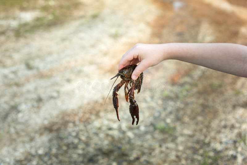Hand Holding Live Crayfish Outdoors Stock Photo - Image of pinchers ...