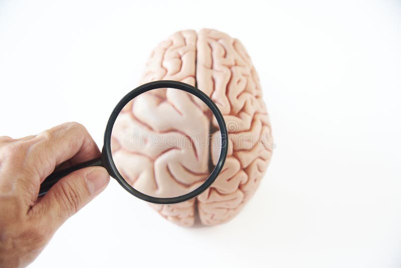 Magnifying Glass and Brain Model on White Background Stock Photo ...