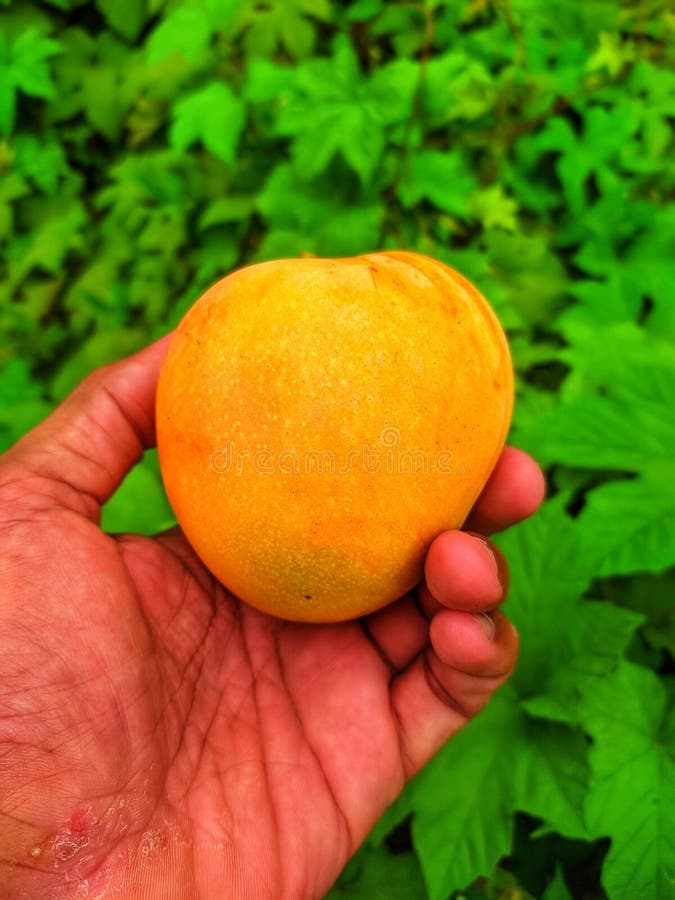 Hand holding a mango fruit stock image. Image of citrus - 338303731