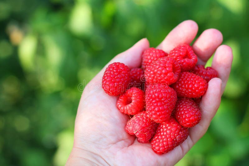 Hand Holding Many Big Red Raspberries Stock Image - Image of pile, face ...