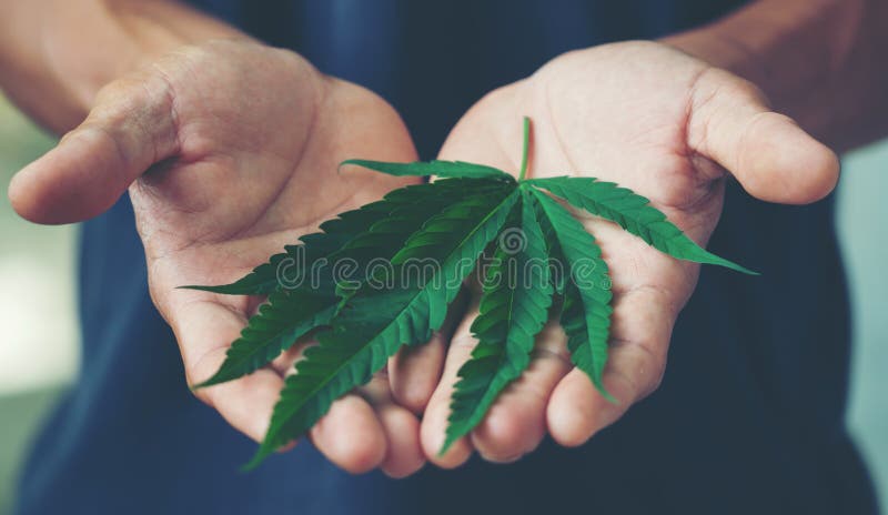 Hand Holding Marijuana Leaf Stock Image - Image of agriculture, grow ...