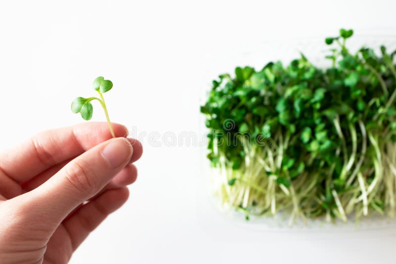 Hand Holding Microgreen Radish Shoot with Selective Focus Stock Photo ...