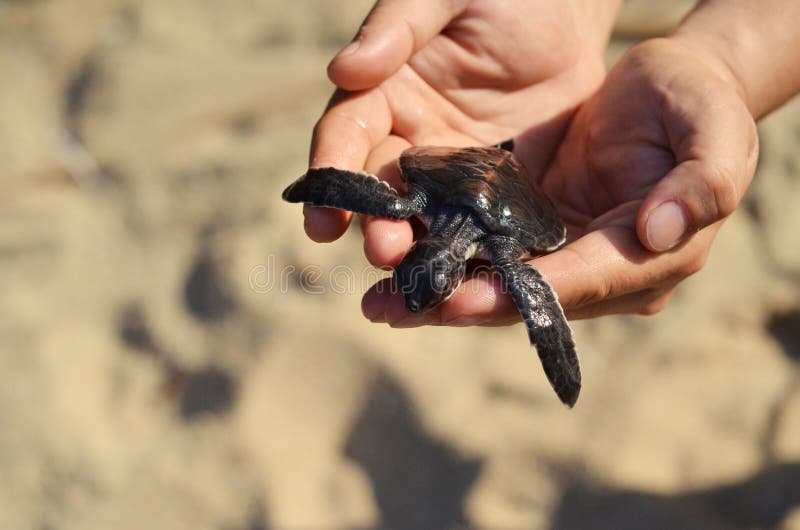 Hand Holding Newly Hatched Baby Turtle. Stock Photo - Image of mammal ...