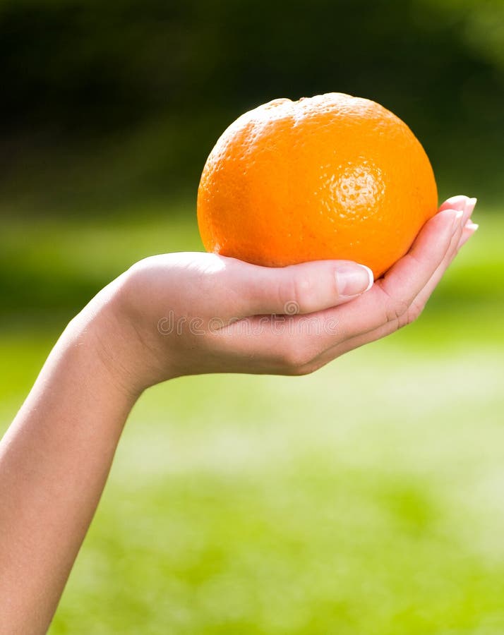 Hand holding orange stock photo. Image of summer, freshness - 9162684