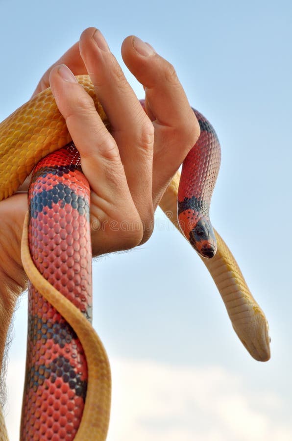 Snakes in my hand stock photo. Image of hand, fauna, predator - 47603230