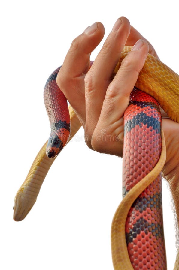 Hand Holding a Pair of Snakes Stock Image - Image of color, gentle ...