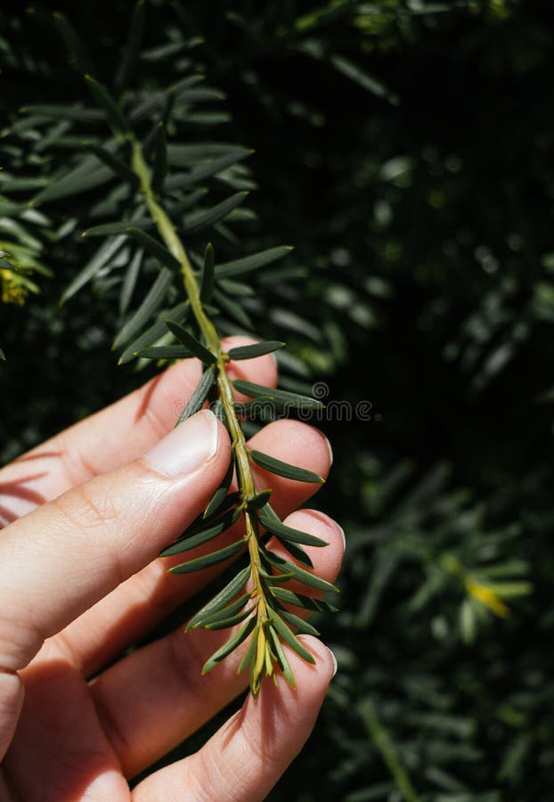 Part of a Green Tree in Hand in View Stock Image - Image of scenic ...