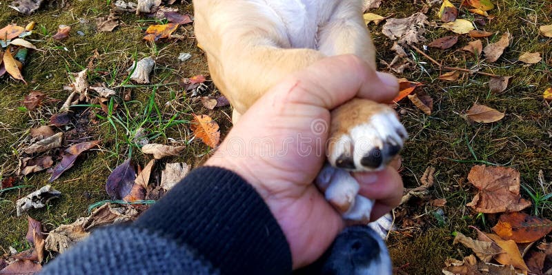 Hand Holding Paws of a Puppy Stock Photo - Image of hand, holding ...