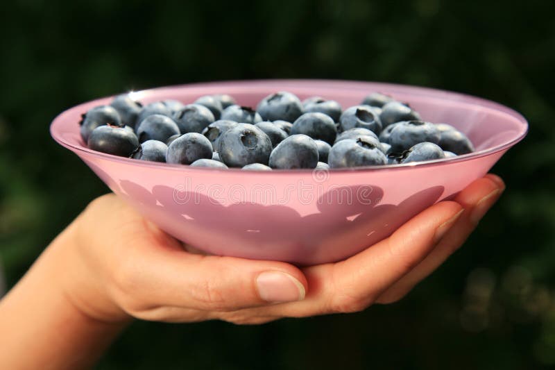 Hand Holding a Pink Glass Bowl with Blueberries Stock Image - Image of ...