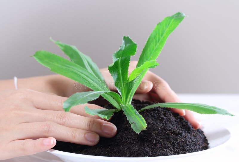 Hand holding plant stock image. Image of closeup, plant - 37870769