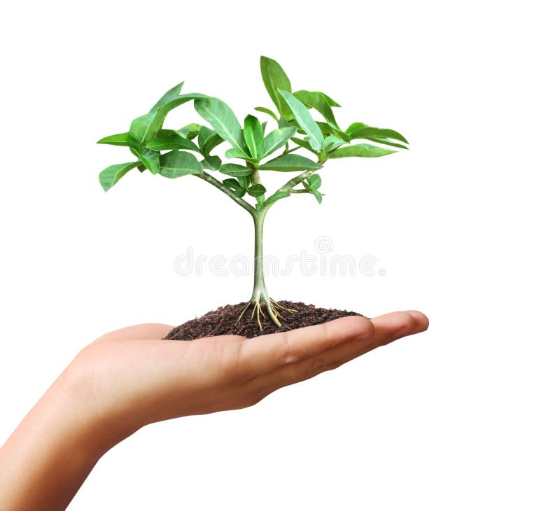 Hand holding plant stock photo. Image of grow, plant - 48799082