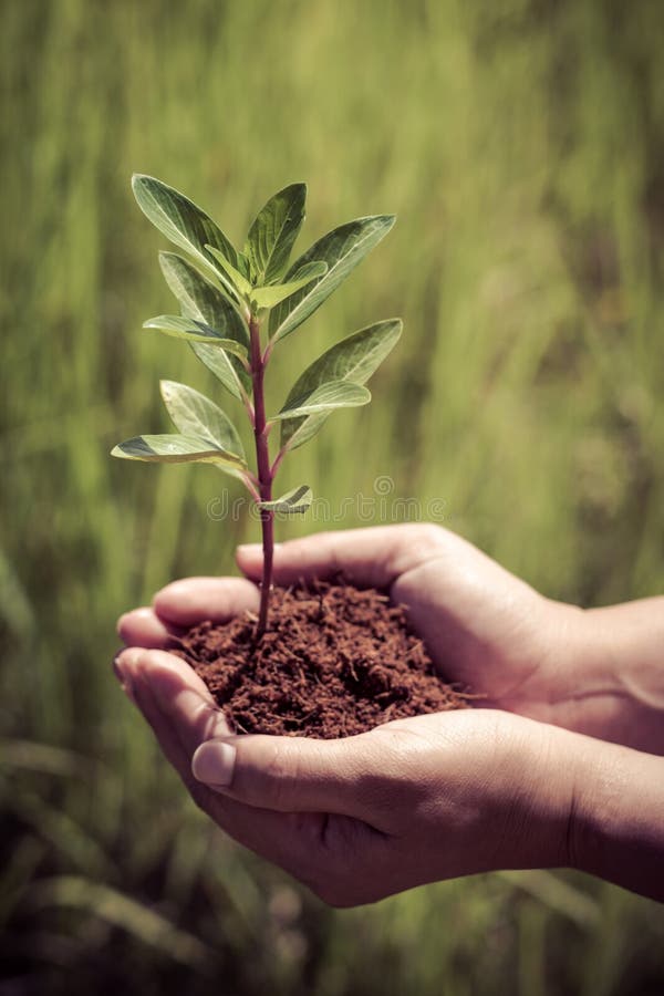 Tree In Hand Hands Holding Tree Sprout Two Hi Res Stock Photography
