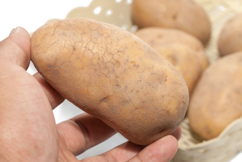 Hand holding potato stock image. Image of cupped, fried - 108152161