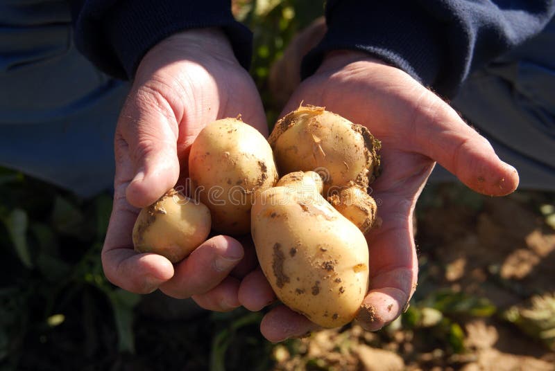 Hand Holding Potatoes stock image. Image of nabateans - 24921455