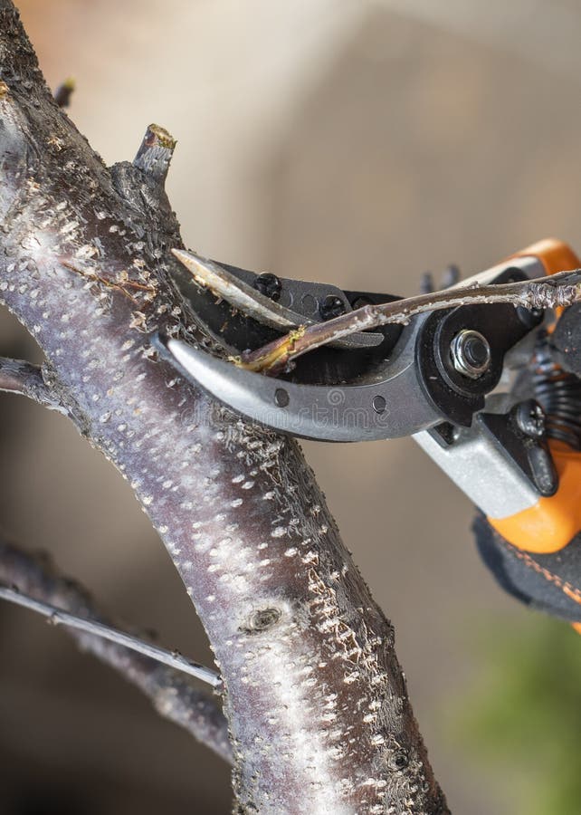 Pruning Twigs and Branches. Trim, Cutter Stock Image - Image of ...