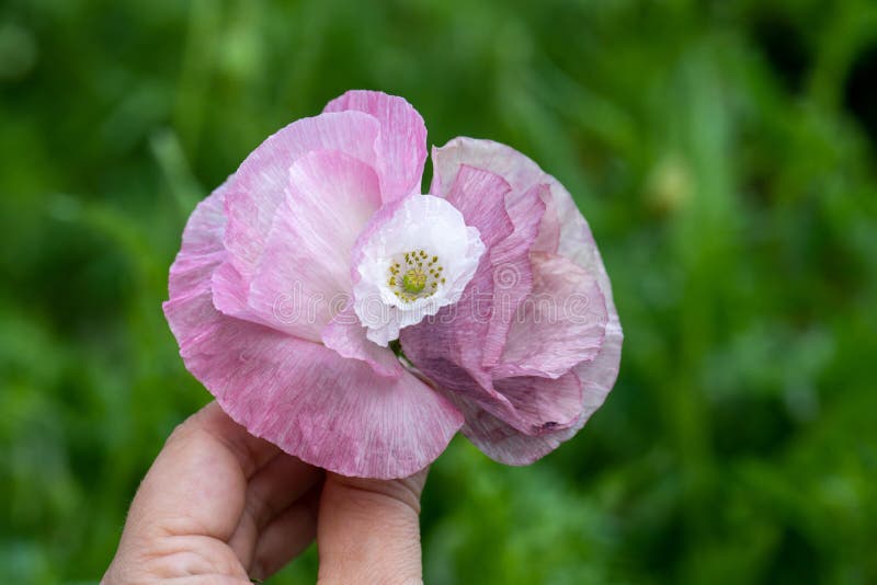 Hand Holding a Purple and White Poppy Flower.. Stock Image - Image of ...