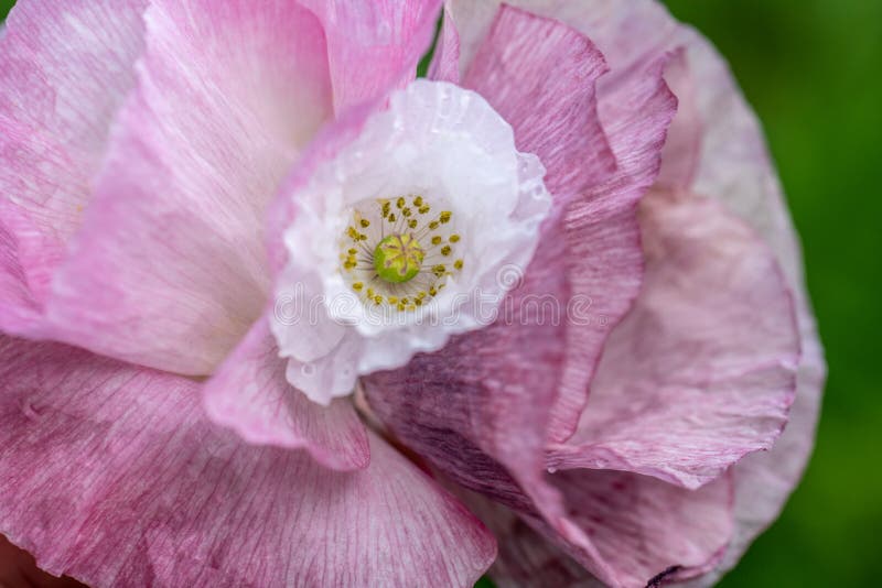 Hand Holding a Purple and White Poppy Flower.. Stock Photo - Image of ...