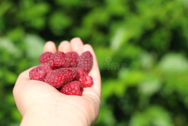 Hand holding raspberries stock image. Image of picked - 56380581