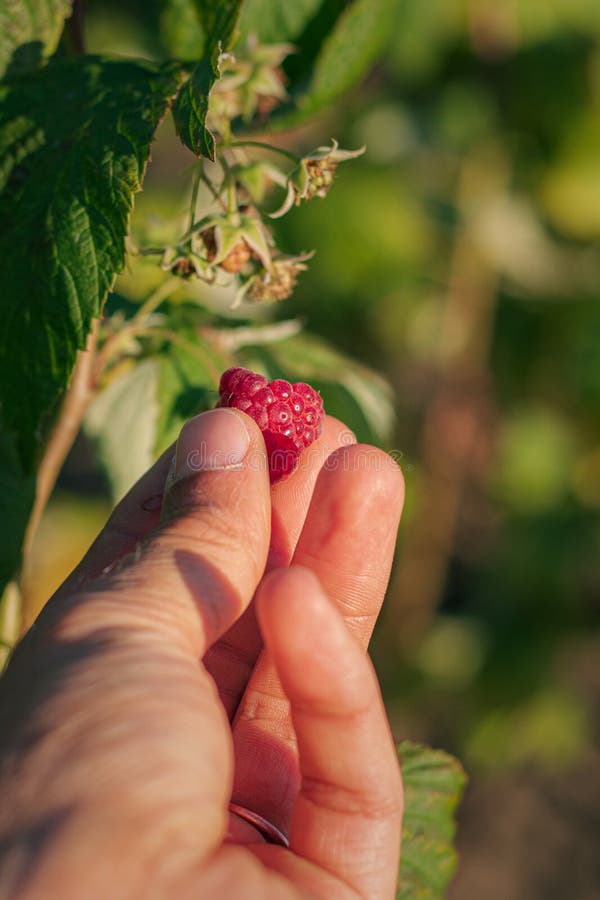 Hand holding raspberry stock photo. Image of hand, invertebrate - 301792912