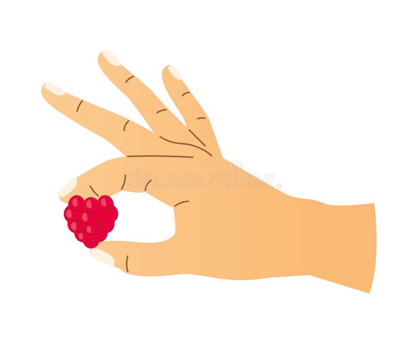 Hand Holding Raspberry Fruit Stock Vector - Illustration of icon, tasty ...