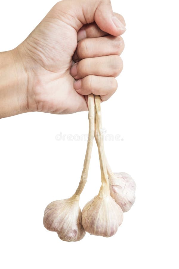 Hand Holding Raw Garlic, Isolated on White Background Stock Image ...