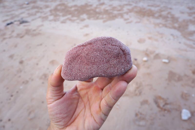 Hand Holding a Raw Specimen of Purple Sandstone Cobble Rock. Stock ...
