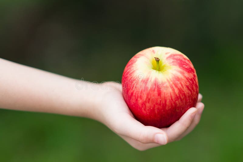 Hand Holding Red Apple stock photo. Image of holding - 124410356