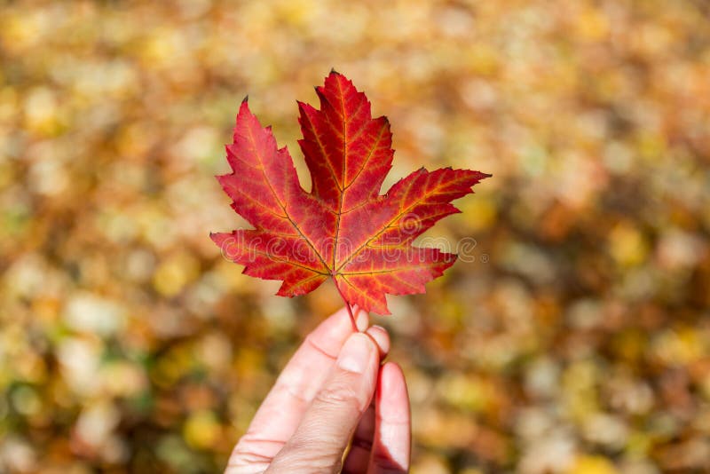 Hand Holding a Red Autumnal Maple Leaf, Forest Background Stock Photo ...