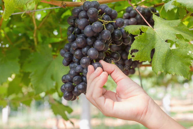 Hand holding red grape stock photo. Image of garden, farm - 28065676