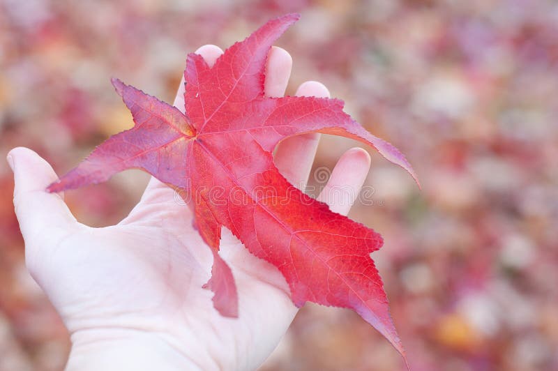 Hand Holding a Red Leave of Sweetgum Tree Stock Image - Image of plant ...