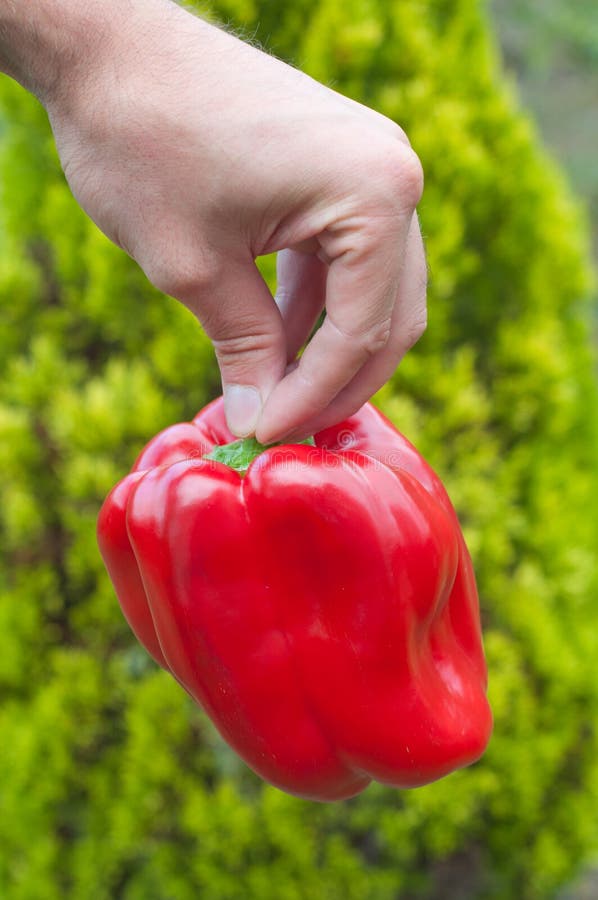 Hand holding a red pepper stock image. Image of beautiful - 35004583