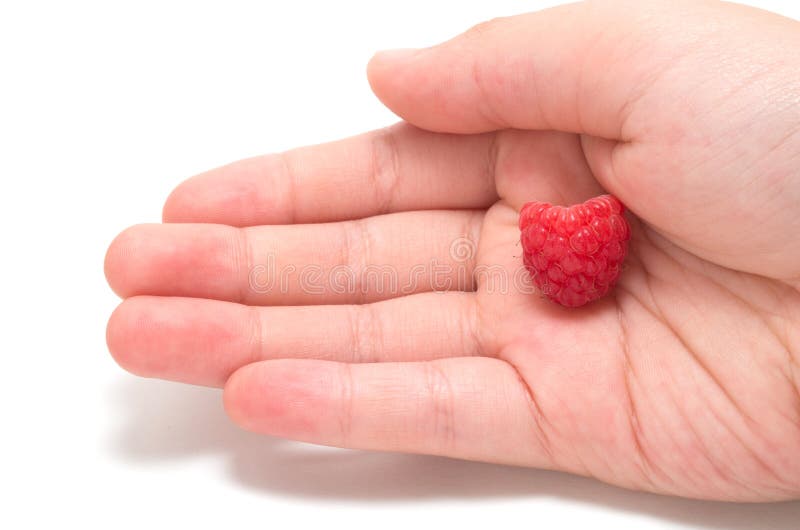 Hand holding red raspberry stock photo. Image of ripe - 32474424